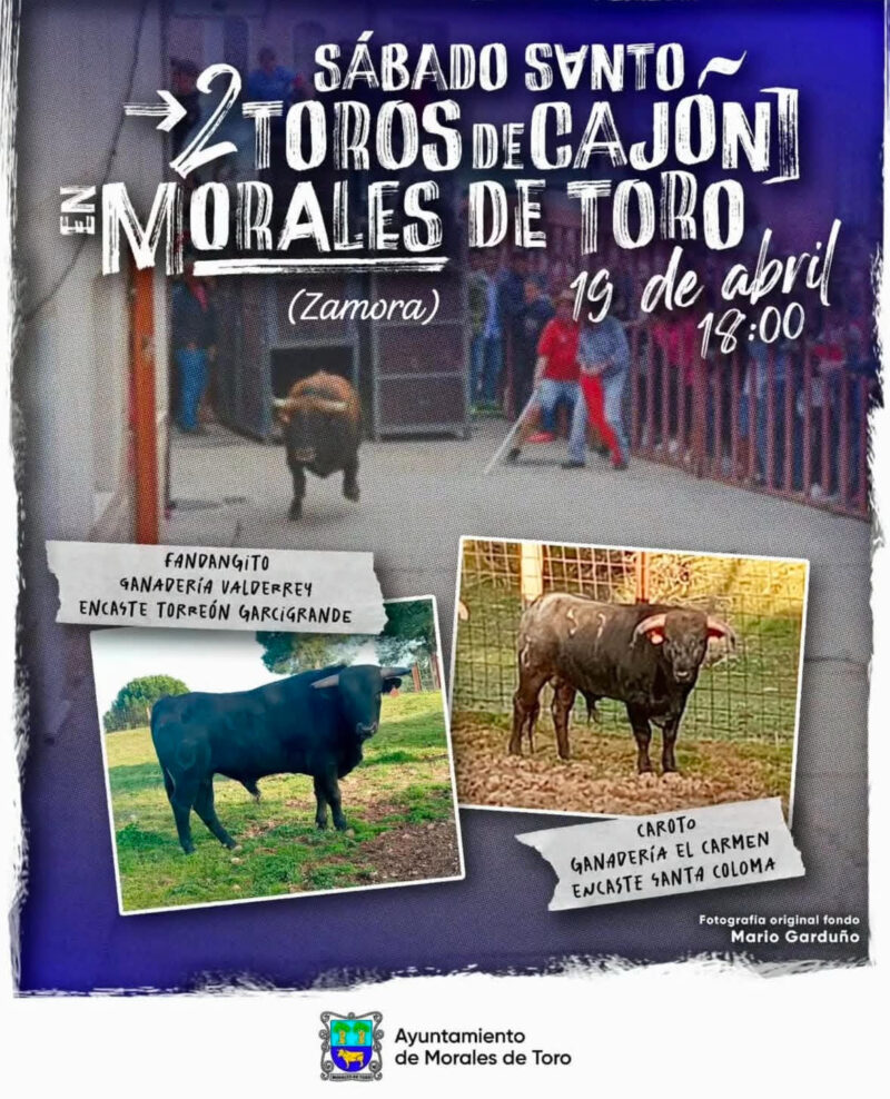 TOROS-MORALES-DE-TORO-19-ABRIL-2025 - Toros hoy