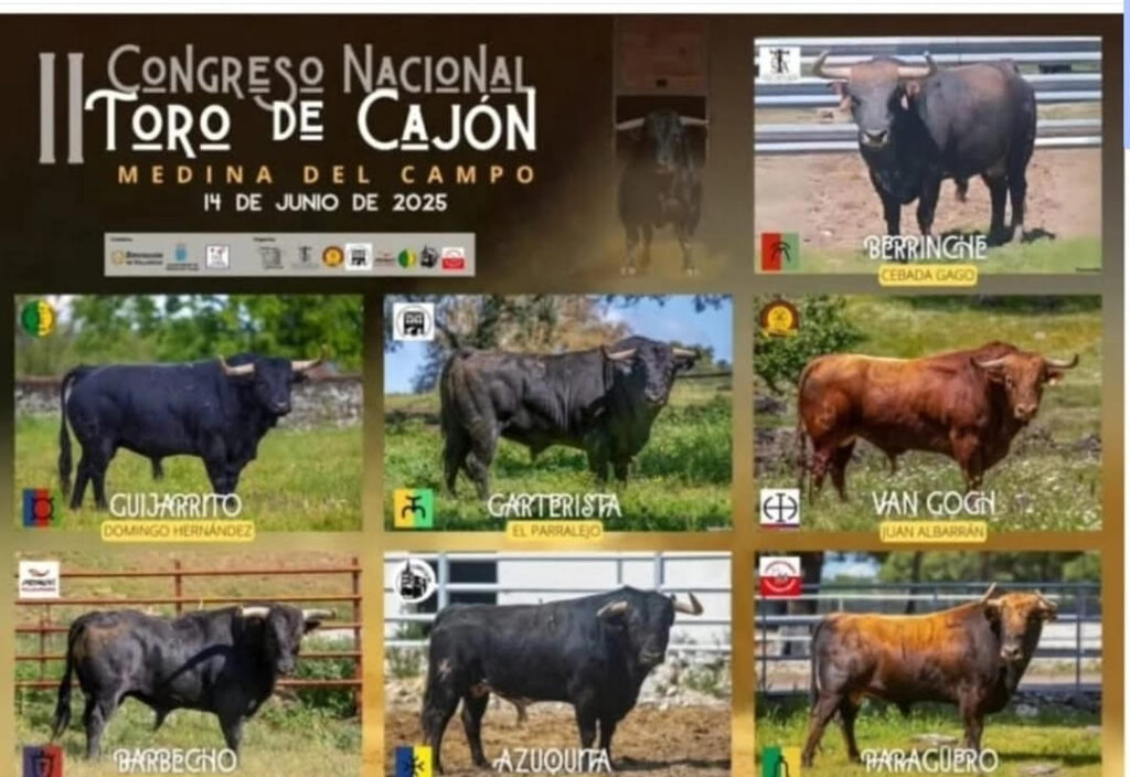 TOROS-MEDINA-DE-CAMPO-14-DE-JUNIO-2025 - Toros hoy