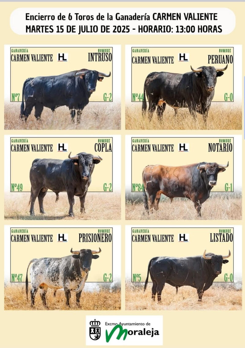 TOROS ENCIERRO MORALEJA 15 JULIO 2025 - Toros hoy